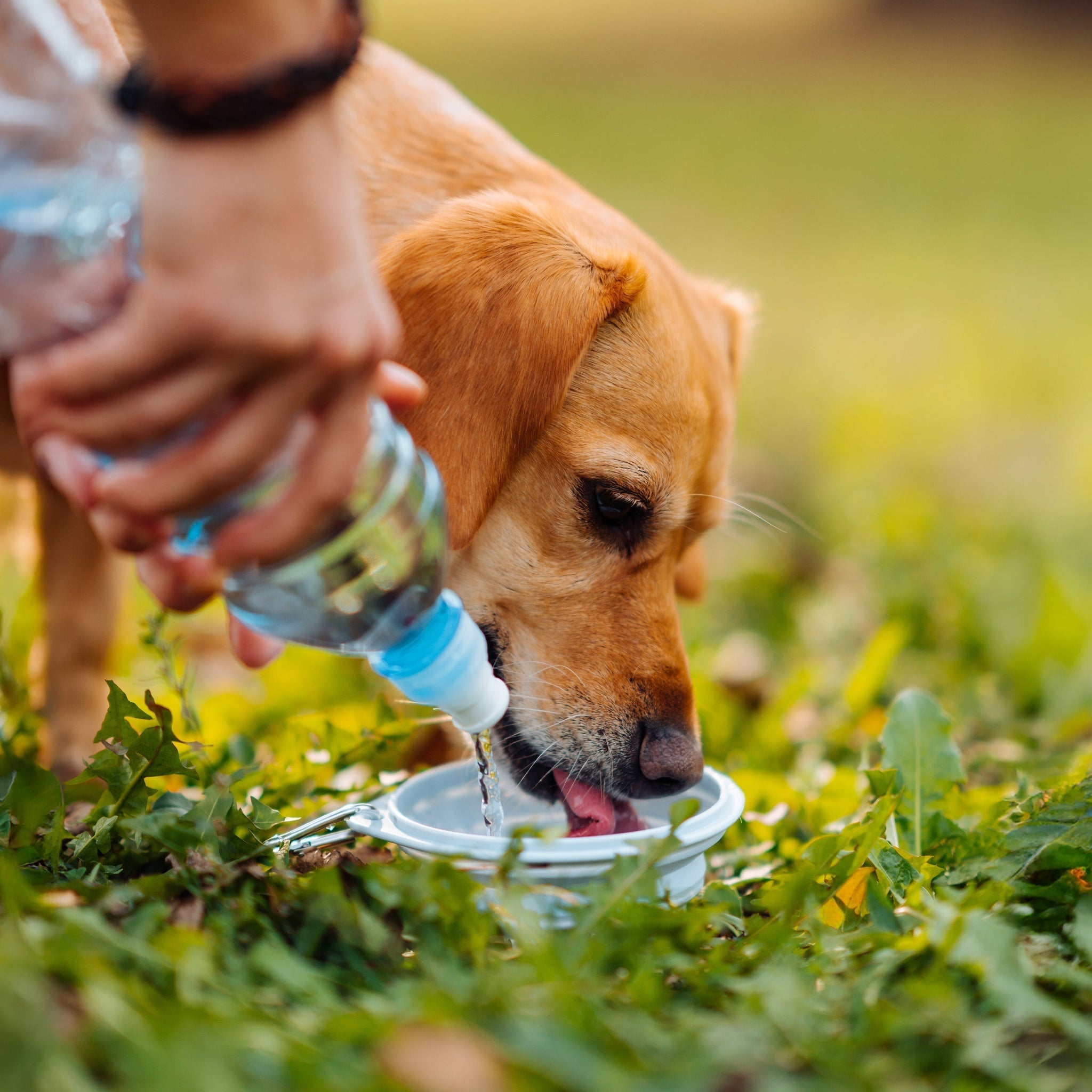 Keep Them Lapping: The Importance of Pet Hydration